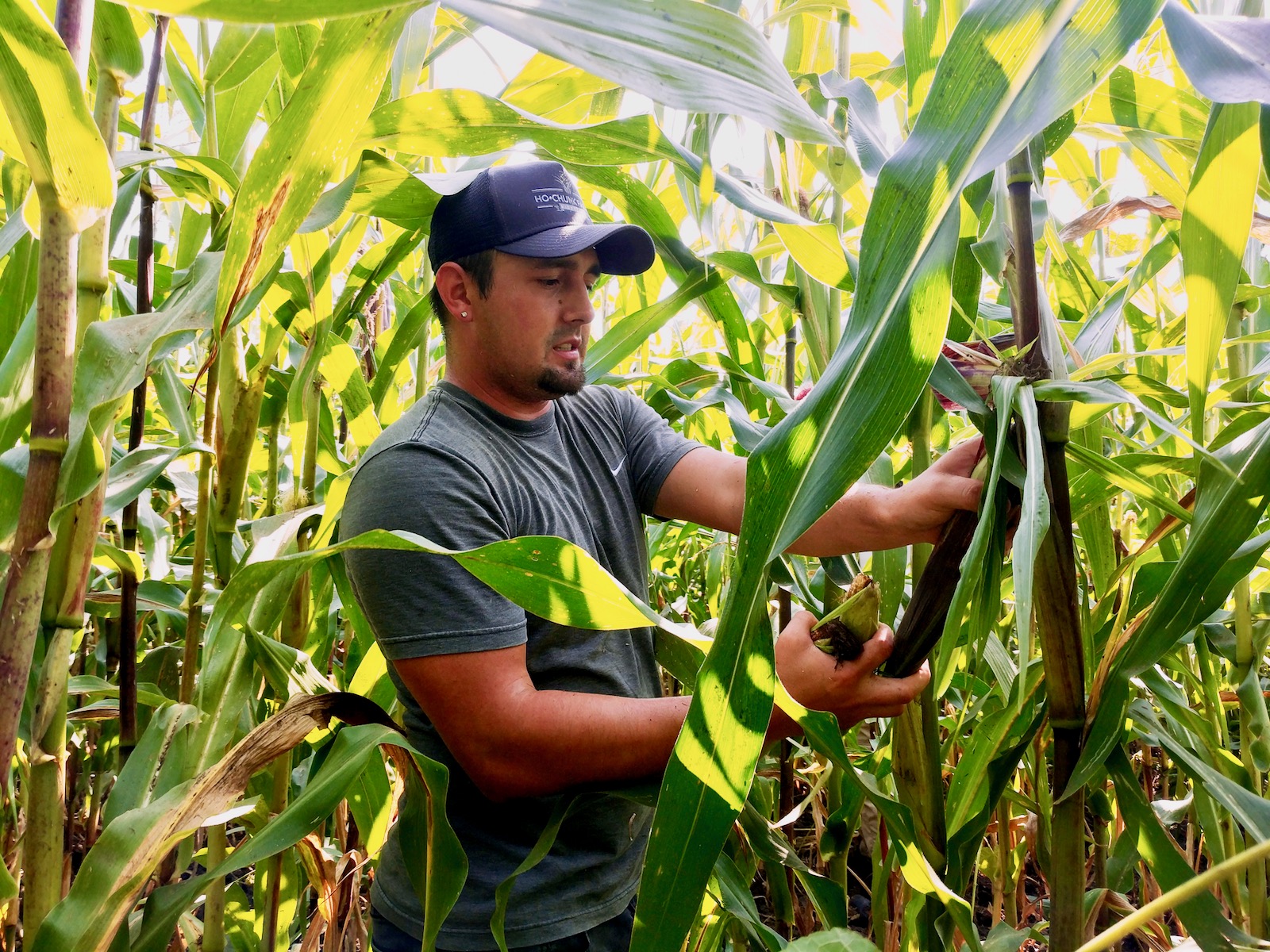 Winnebago Tribe turns to tradition with annual corn harvest