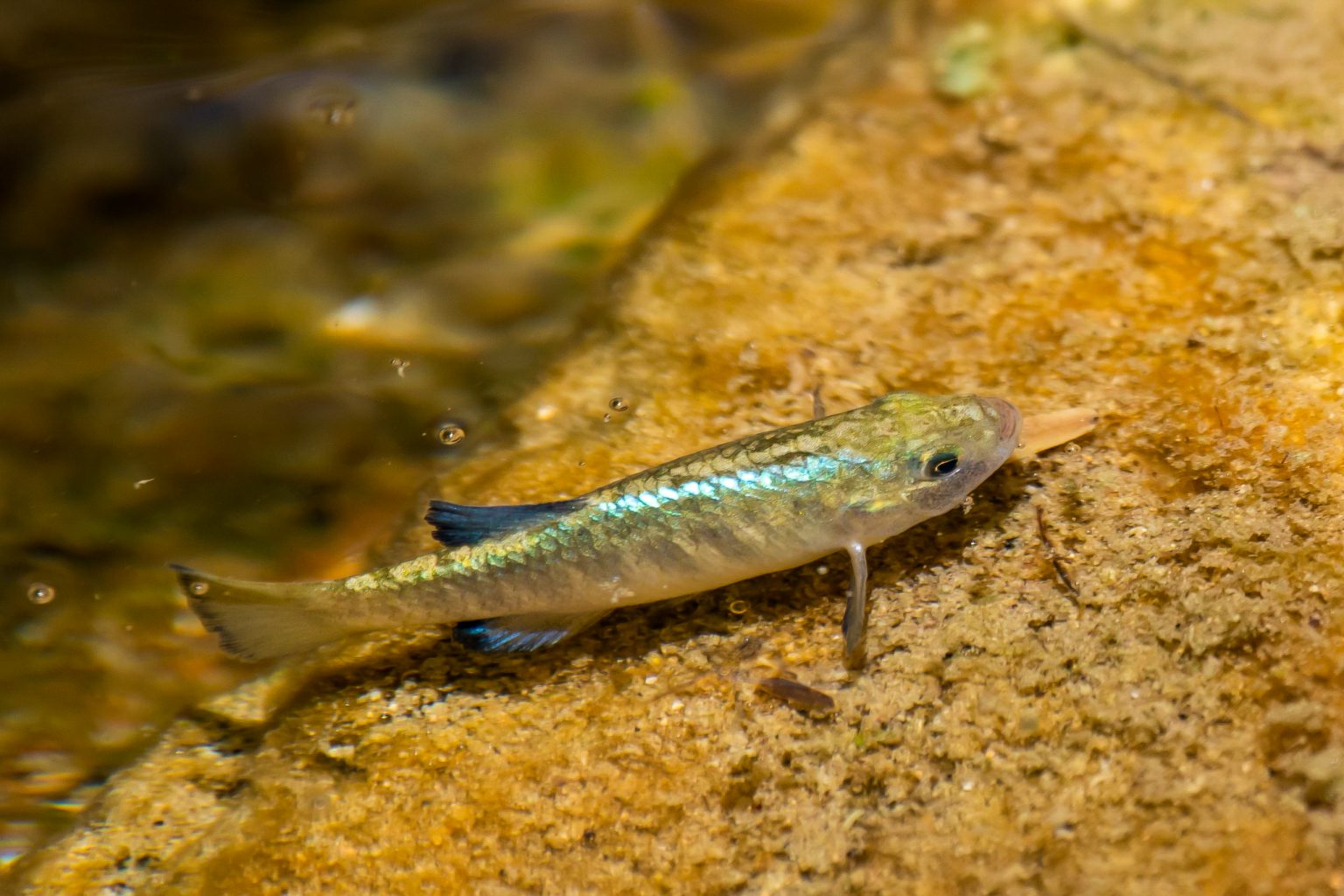 PUPFISH - Indianz.Com